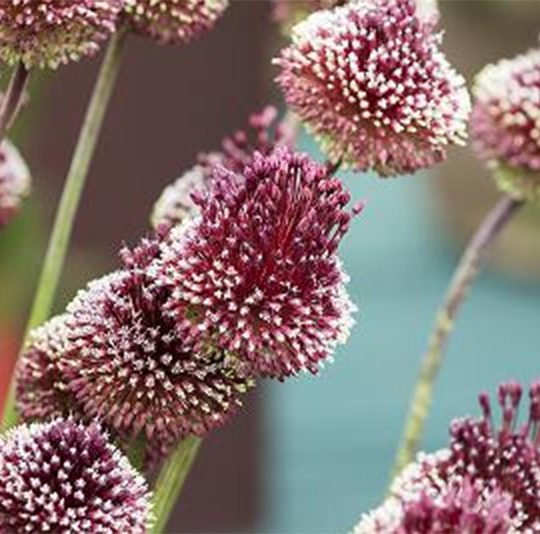 Alliums Archives - Anglia Bulb Company